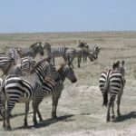 シマウマの耳の大きさや特徴について！ | 生き物NAVI